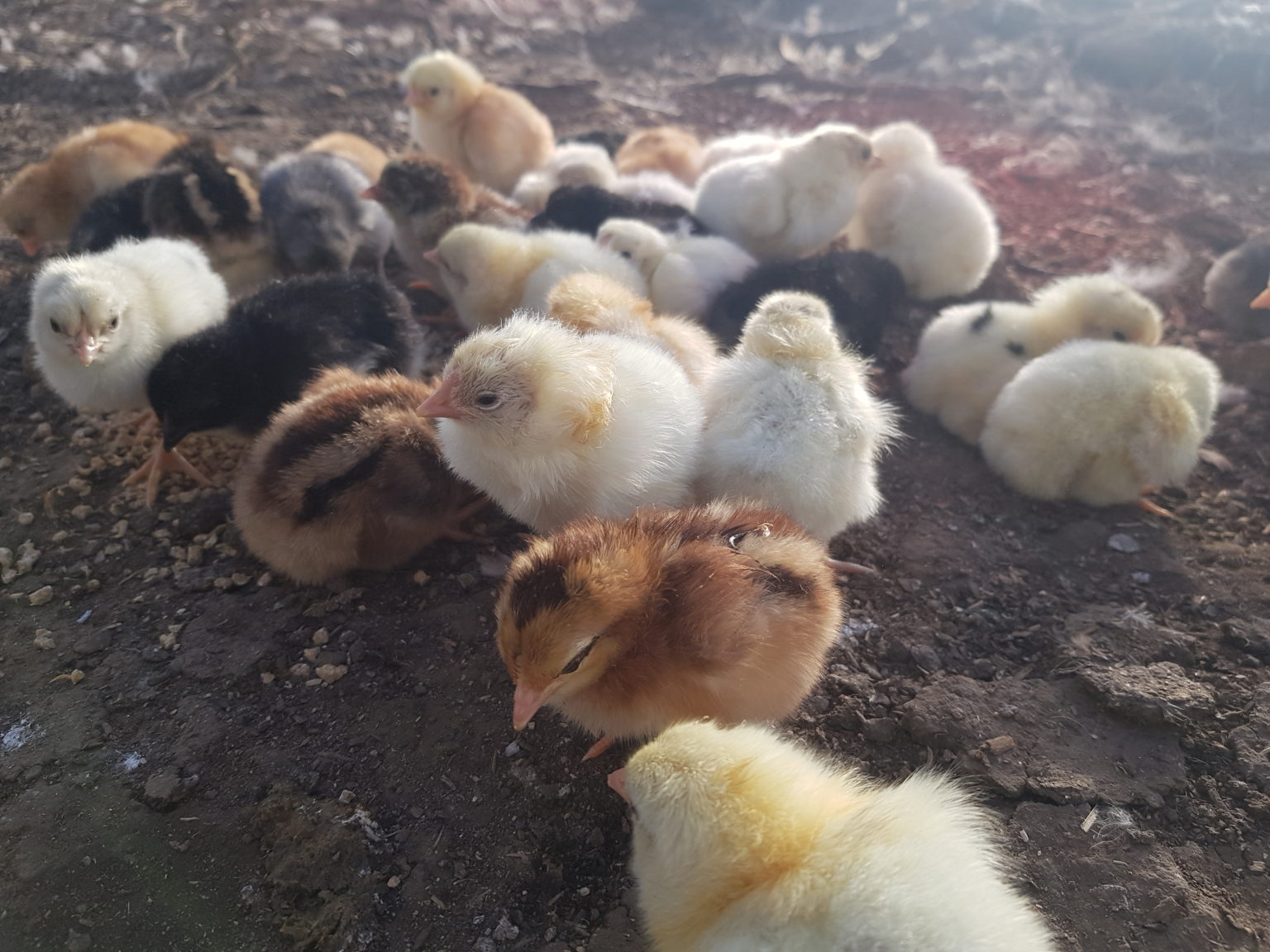 Ruging av kyllinger - Slettene Hage